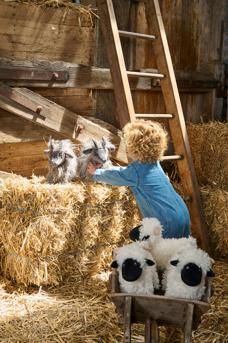 Nana Huchy Aiden the Angora Goat | The Tribe - Swan Valley